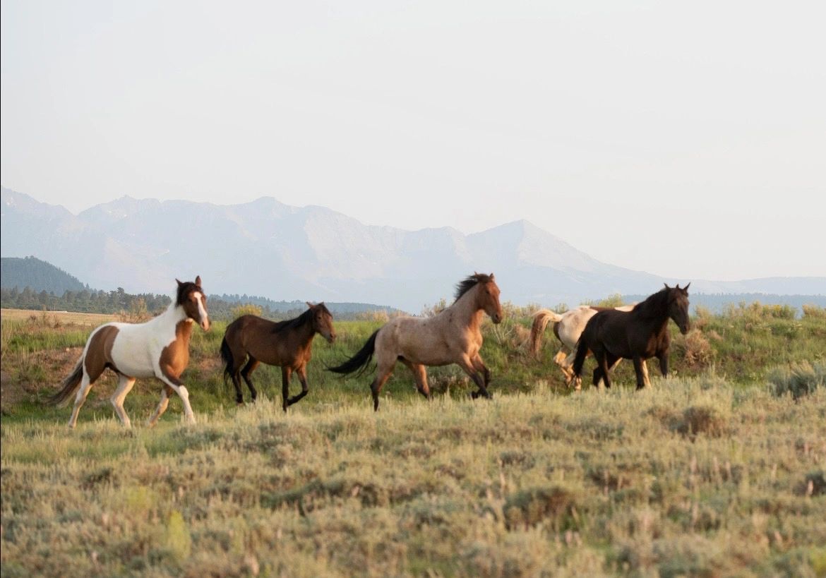 Grace Reins Equine Therapy || Telluride, Colorado
