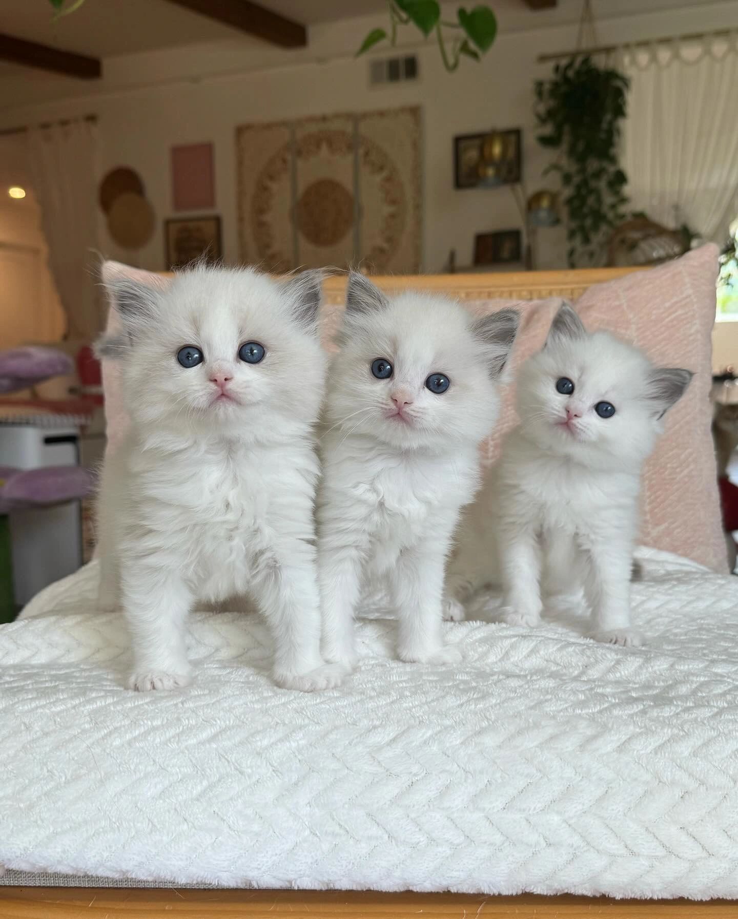 How Do I Know My Kitten Has Been Properly Socialized?