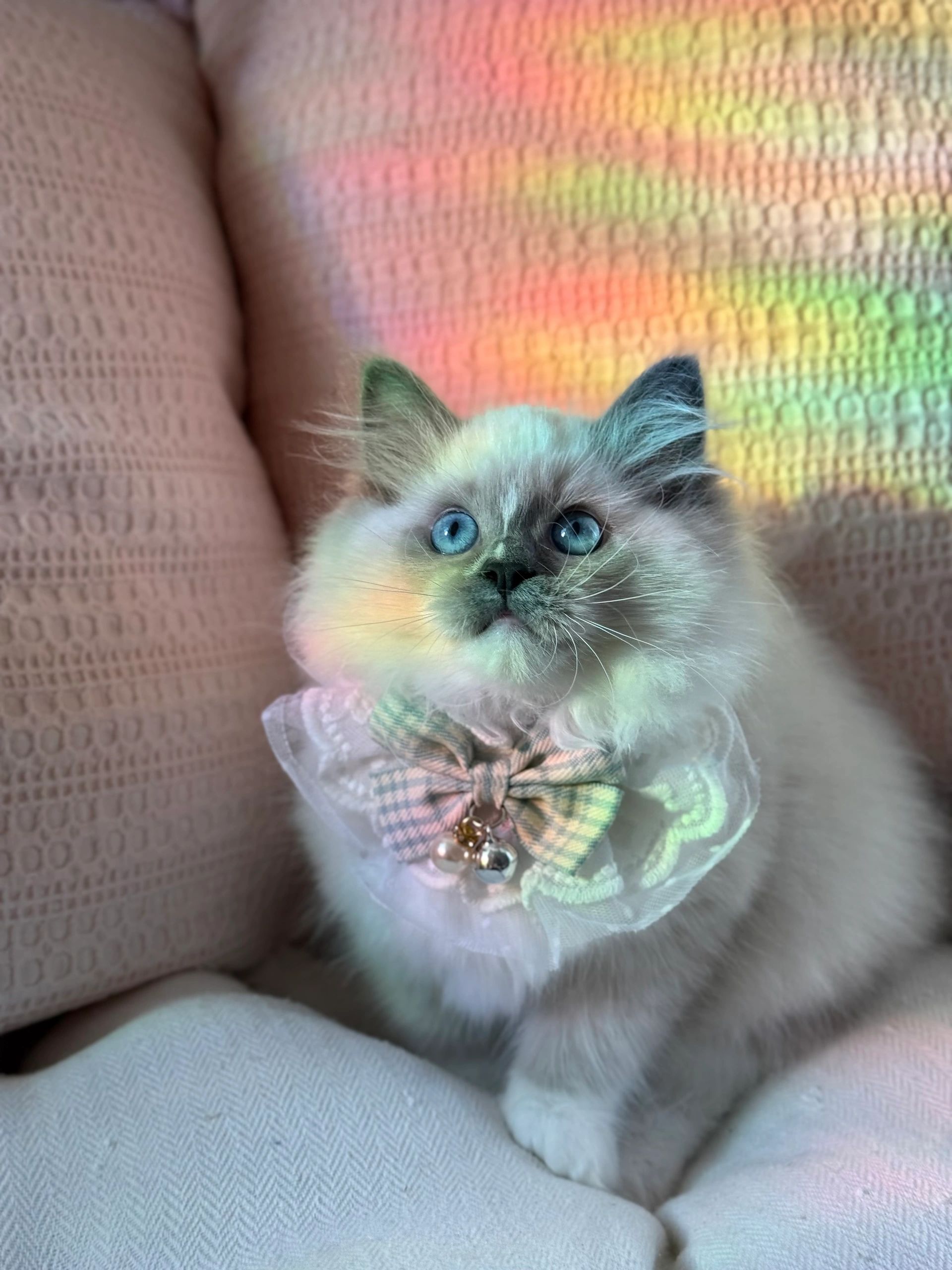 Ragdolls and Gender: Boy vs. Girl—Which One Is Right for You?