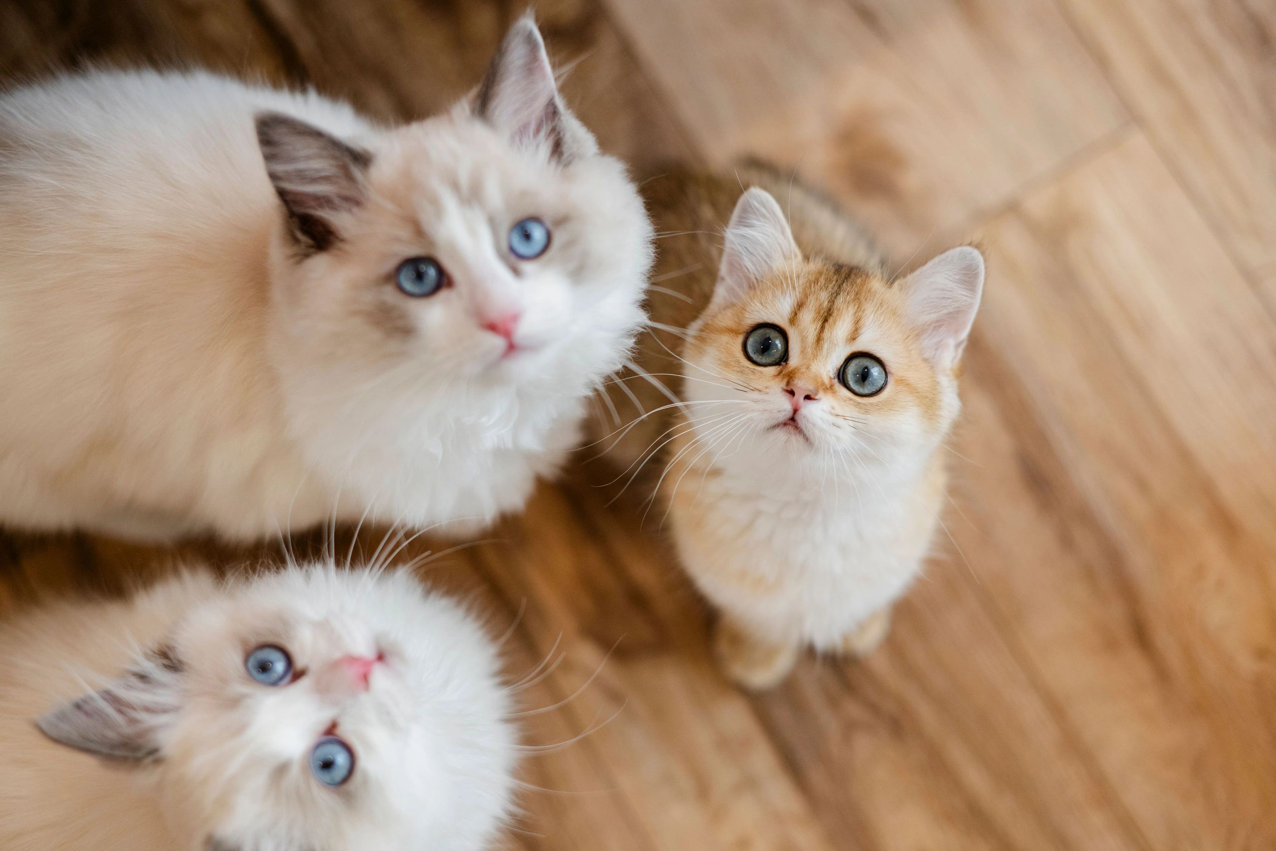 Differences In Personality of British & Ragdolls