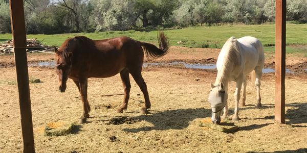 Little Orphan Animals