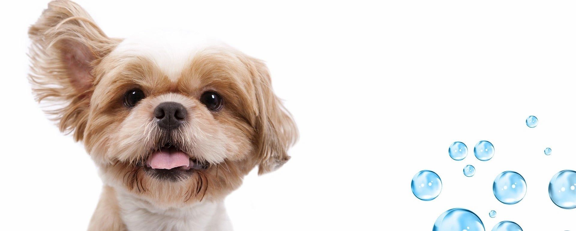 The Dapper Yapper - Dog Grooming in Safford - Pima, Arizona