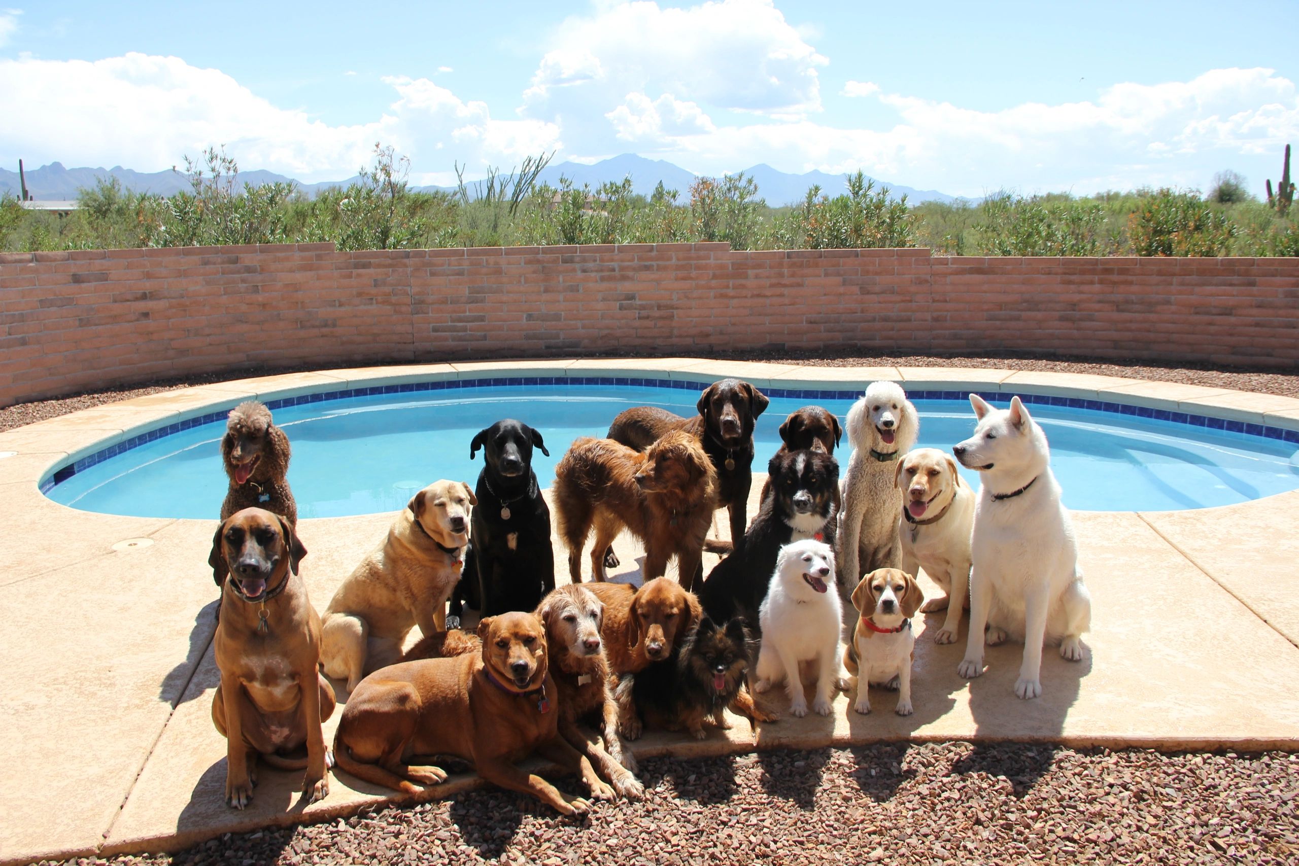 Dogs' Ten Commandments