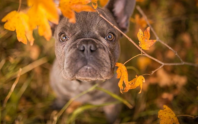French Bulldog Puppies for Sale - Andy's French Bulldog's