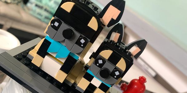 French Bulldog Puppies for Sale - Andy's French Bulldog's