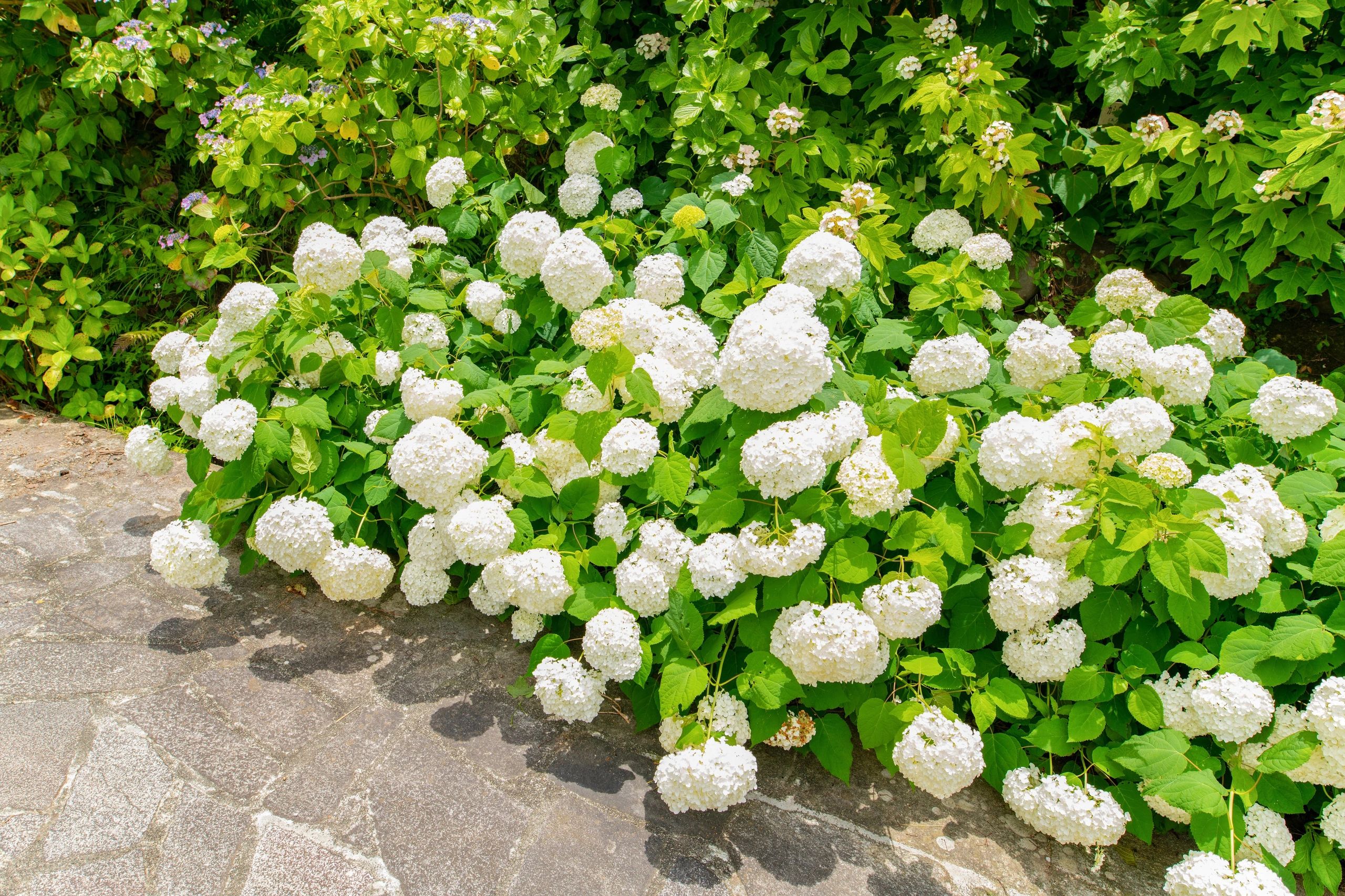 Glen Ellyn Gardens