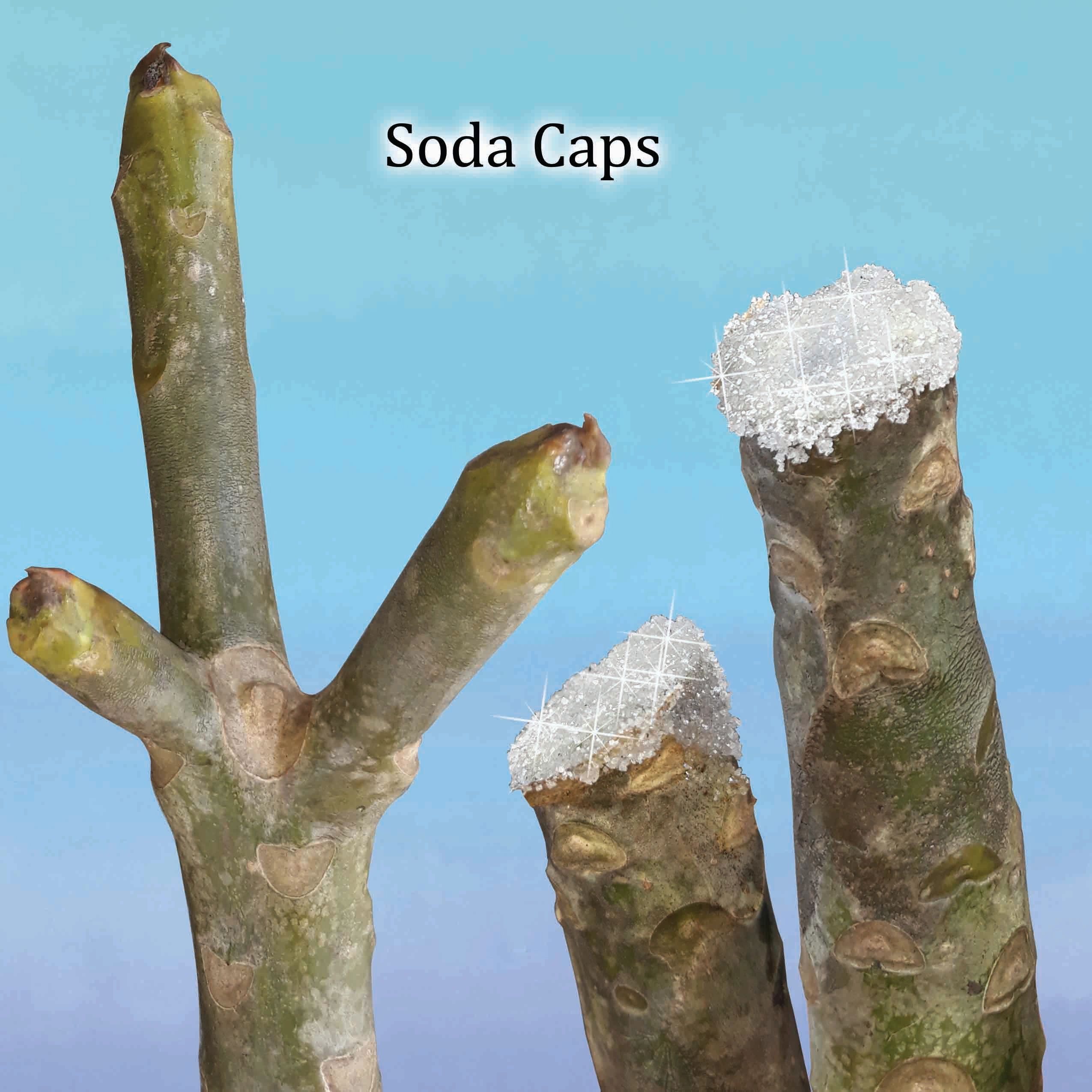 Soda Caps? Sodium Caps?