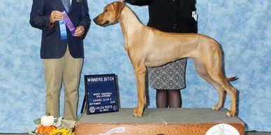 Zanata Rhodesian Ridgebacks - Rhodesian Ridgebacks Dallas, Ft. Worth ...