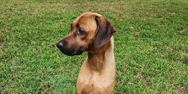 Available Adults | Zanata Rhodesian Ridgebacks
