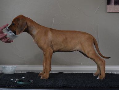 Zanata Rhodesian Ridgebacks - Rhodesian Ridgebacks Dallas, Ft. Worth ...