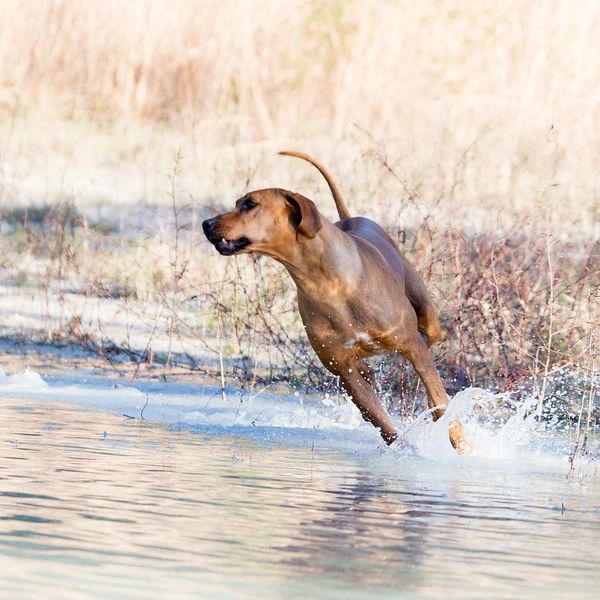 Zanata Rhodesian Ridgebacks - Rhodesian Ridgeback Puppies in Texas
