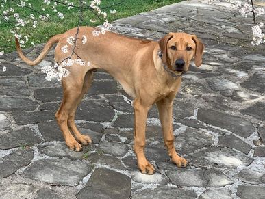 Zanata Rhodesian Ridgebacks - Rhodesian Ridgebacks Dallas, Ft. Worth ...