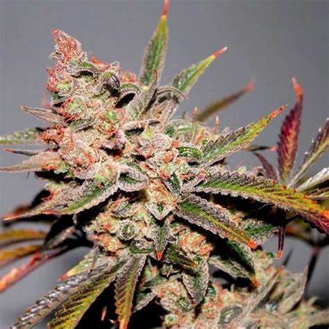 Coming Soon Strawberry Diesel Autoflowering Feminized seeds 6 pack with ...