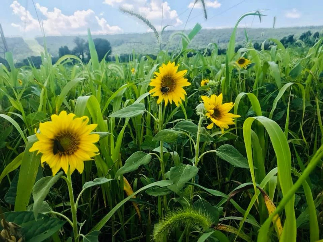 Long Stone Farm - Sustainable Farm, Pasture-Raised Meat