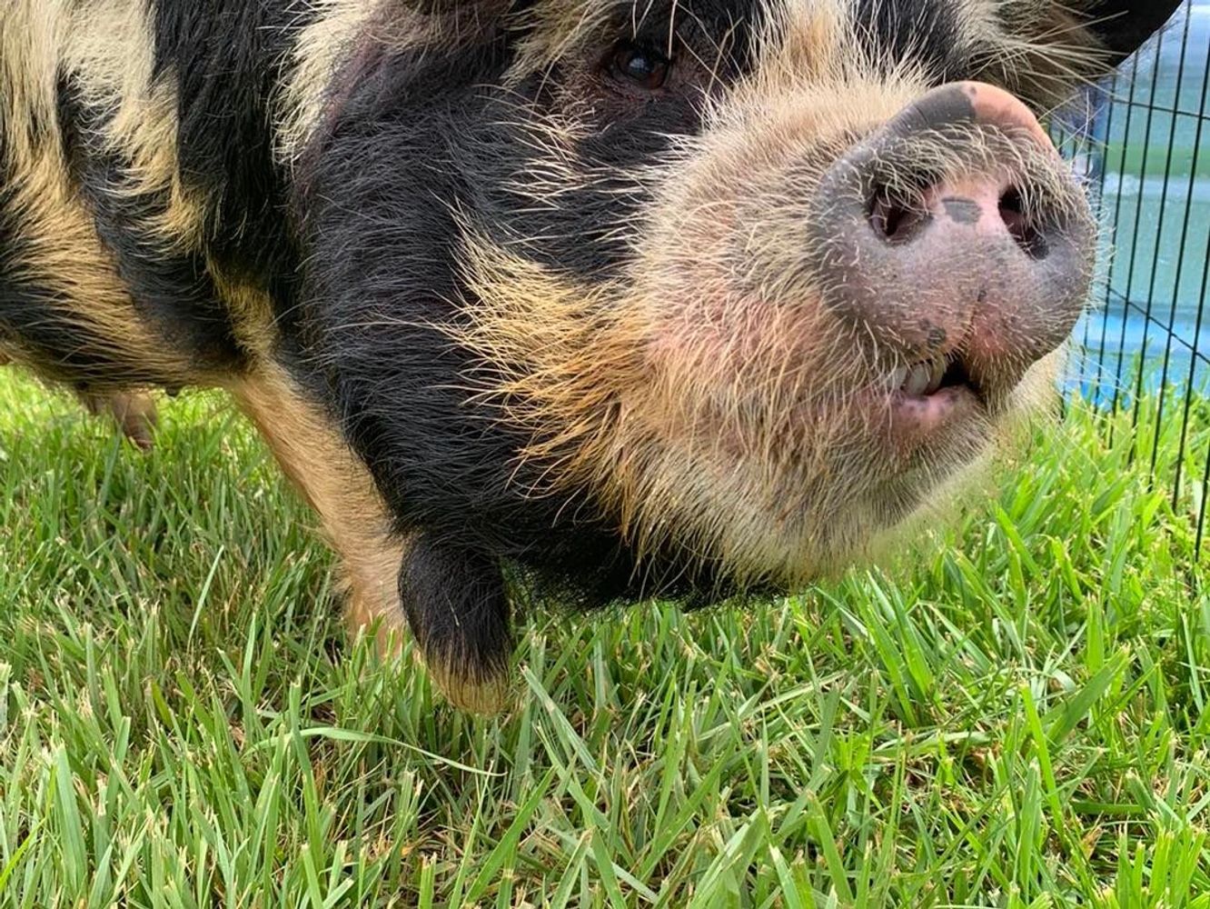 Mobile Petting Zoo - Backyard Buddies LLC