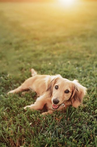 Doxie Dog Ranch - Miniature Dachshund Puppies, Dachshund Breeder