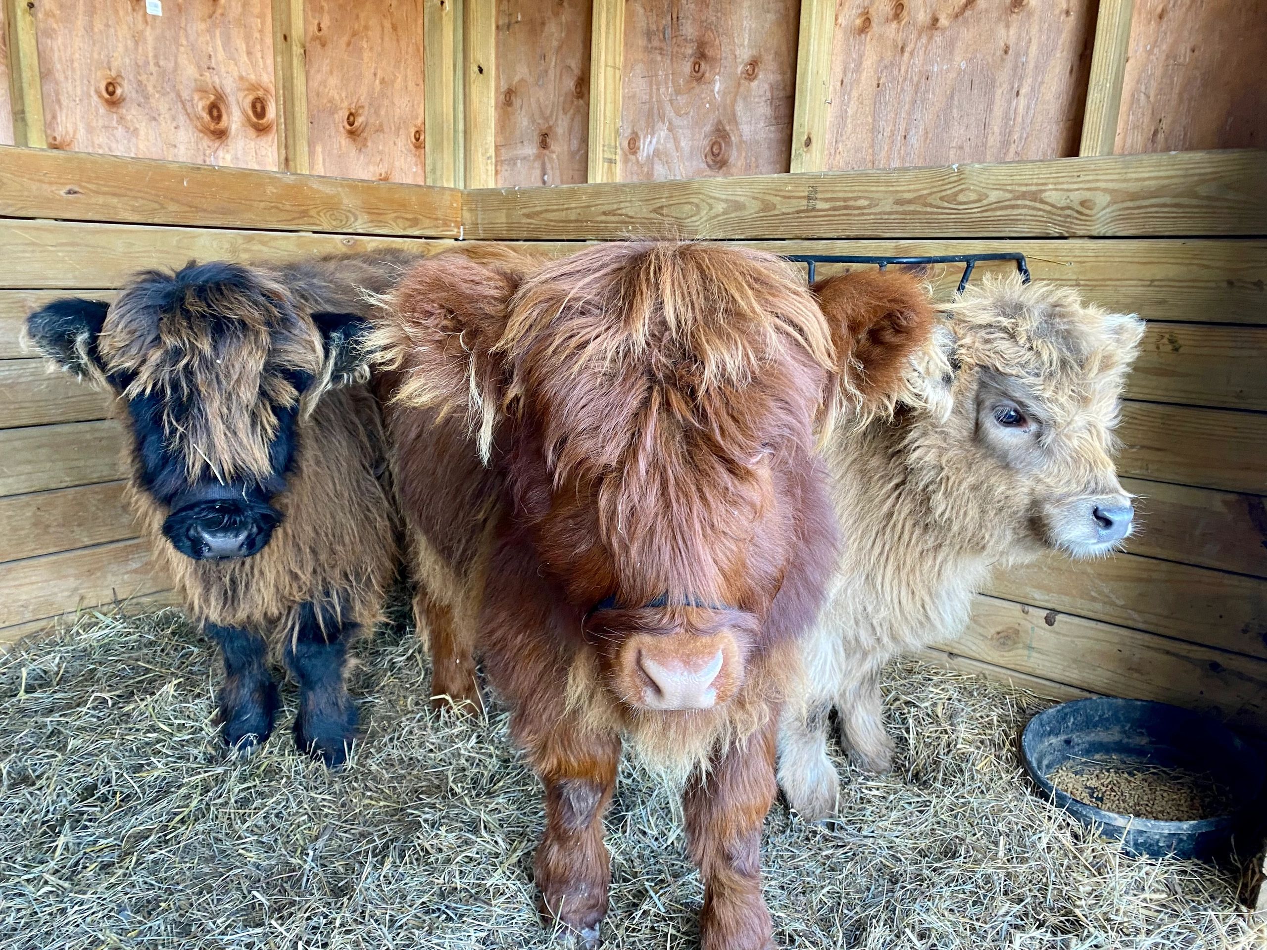 Miniature Highland Cattle