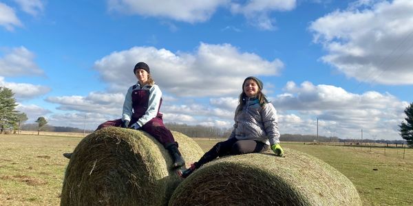 Lilliput Farm - Miniature, Mini Highland, Mini Cow, Miniature Cattle