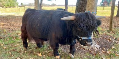 Our Fold | Lilliput Farm