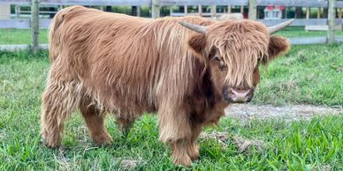 Our Fold | Lilliput Farm