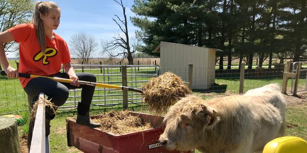 Lilliput Farm - Miniature, Mini Highland, Mini Cow, Miniature Cattle