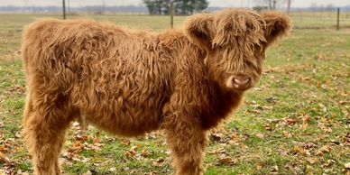 Our Fold | Lilliput Farm