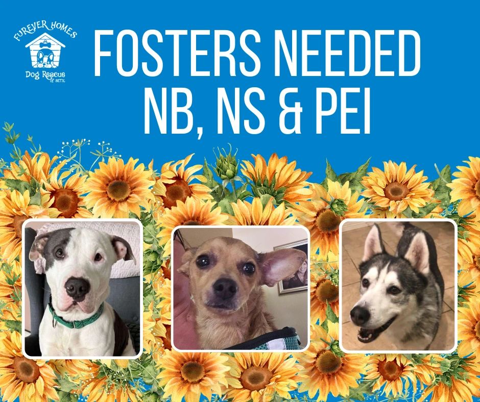 Furever Homes Dog Rescue of SETX - Available Dogs, Adoption