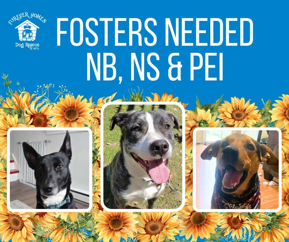 Furever Homes Dog Rescue of SETX - Rescue Dogs, Dogs in Need of Medical ...