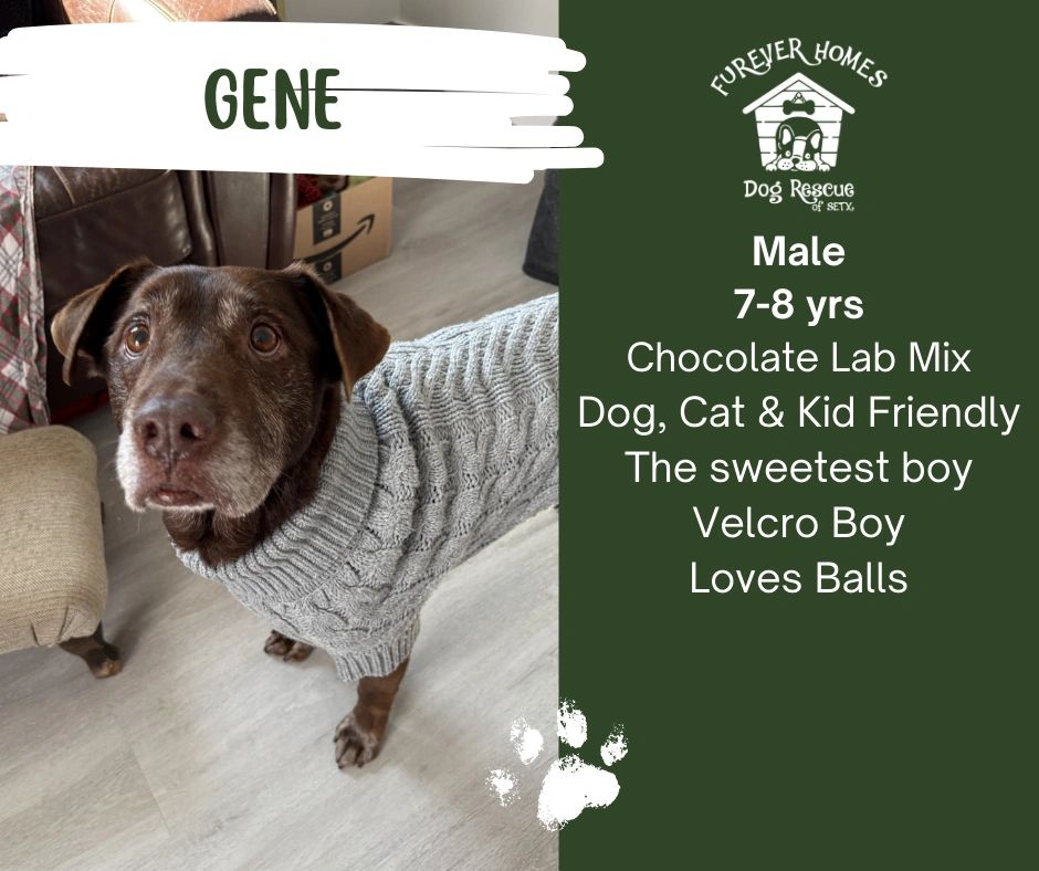 Furever Homes Dog Rescue of SETX - Rescue Dogs, Adopt a Dog, Texas ...