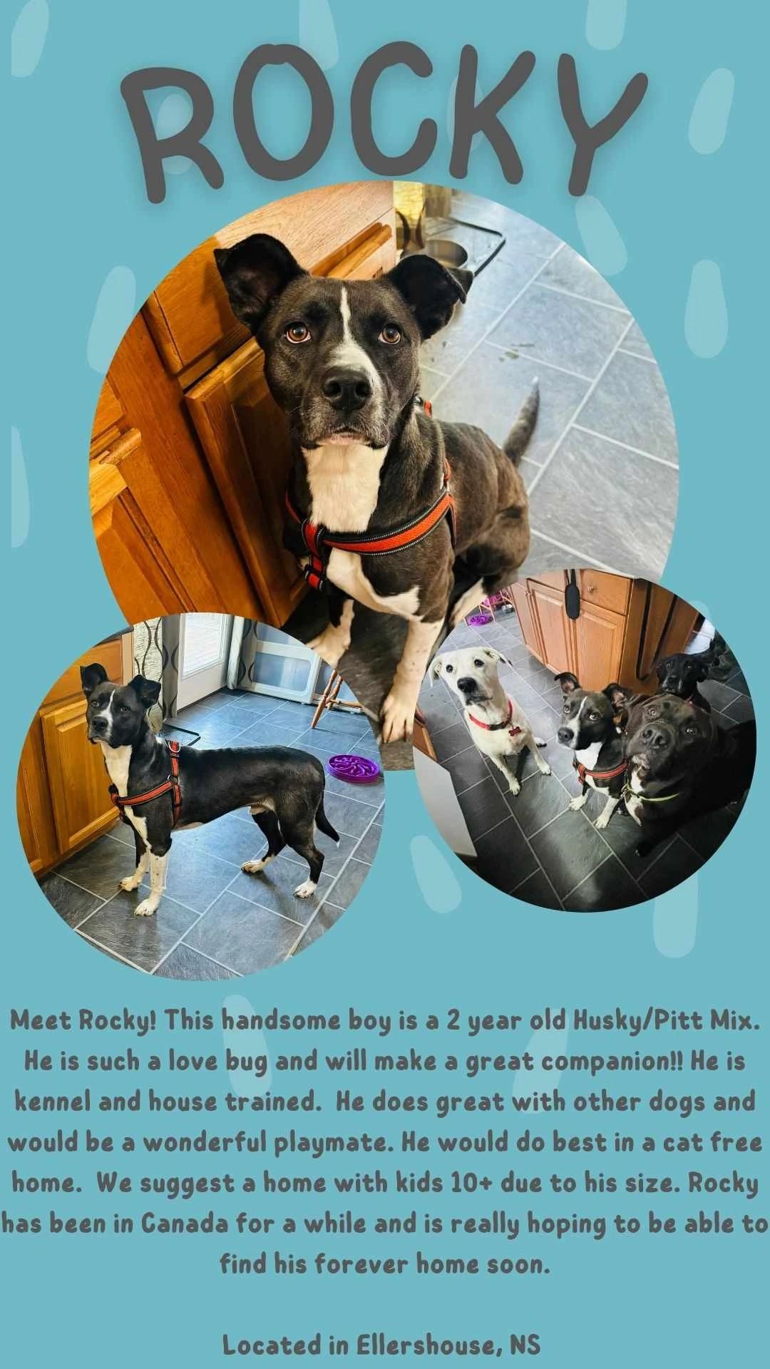 Furever Homes Dog Rescue of SETX - Available Dogs, Adoption