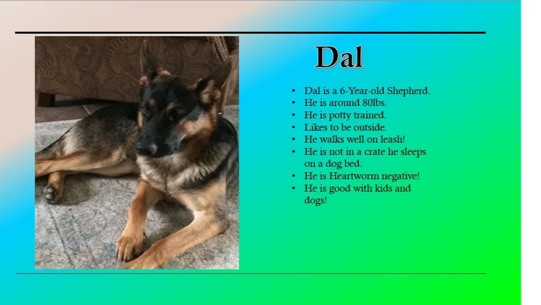 Furever Homes Dog Rescue of SETX - Available Dogs, Adoption