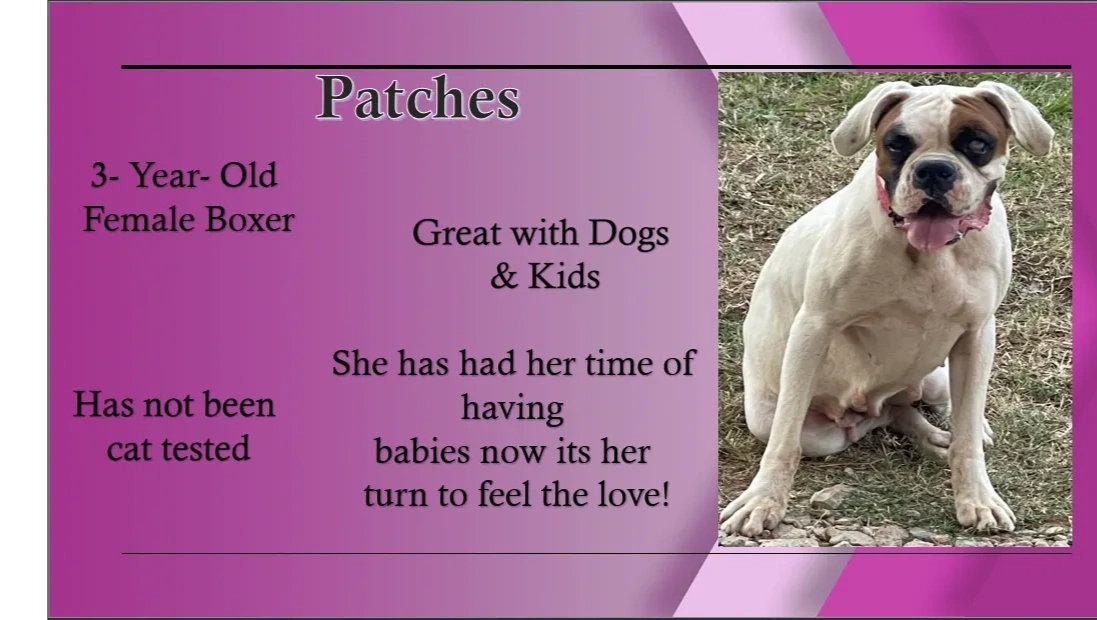 Furever Homes Dog Rescue of SETX - Rescue Dogs, Adopt a Dog, Texas ...