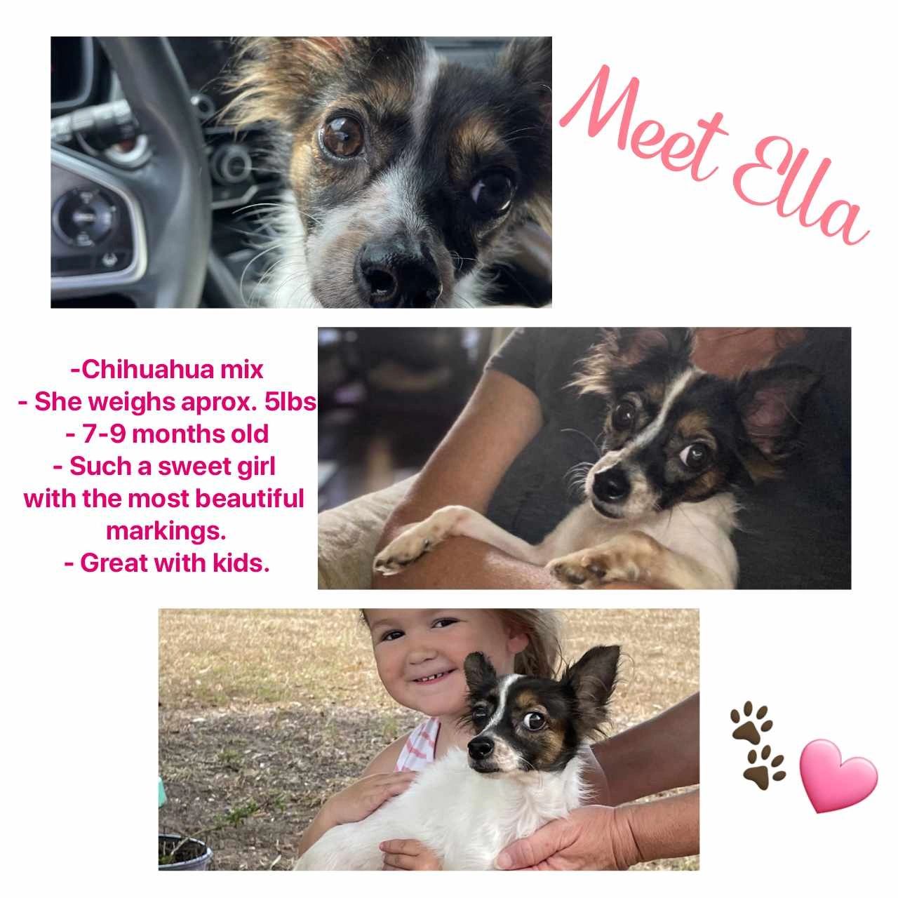 Furever Homes Dog Rescue of SETX - Available Dogs, Adoption