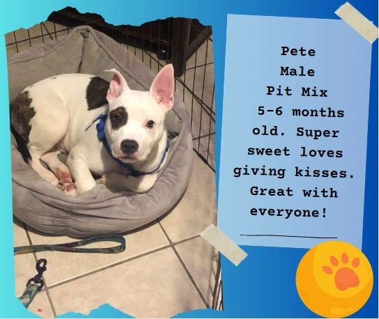 Furever Homes Dog Rescue of SETX - Rescue Dogs, Adopt a Dog, Texas ...