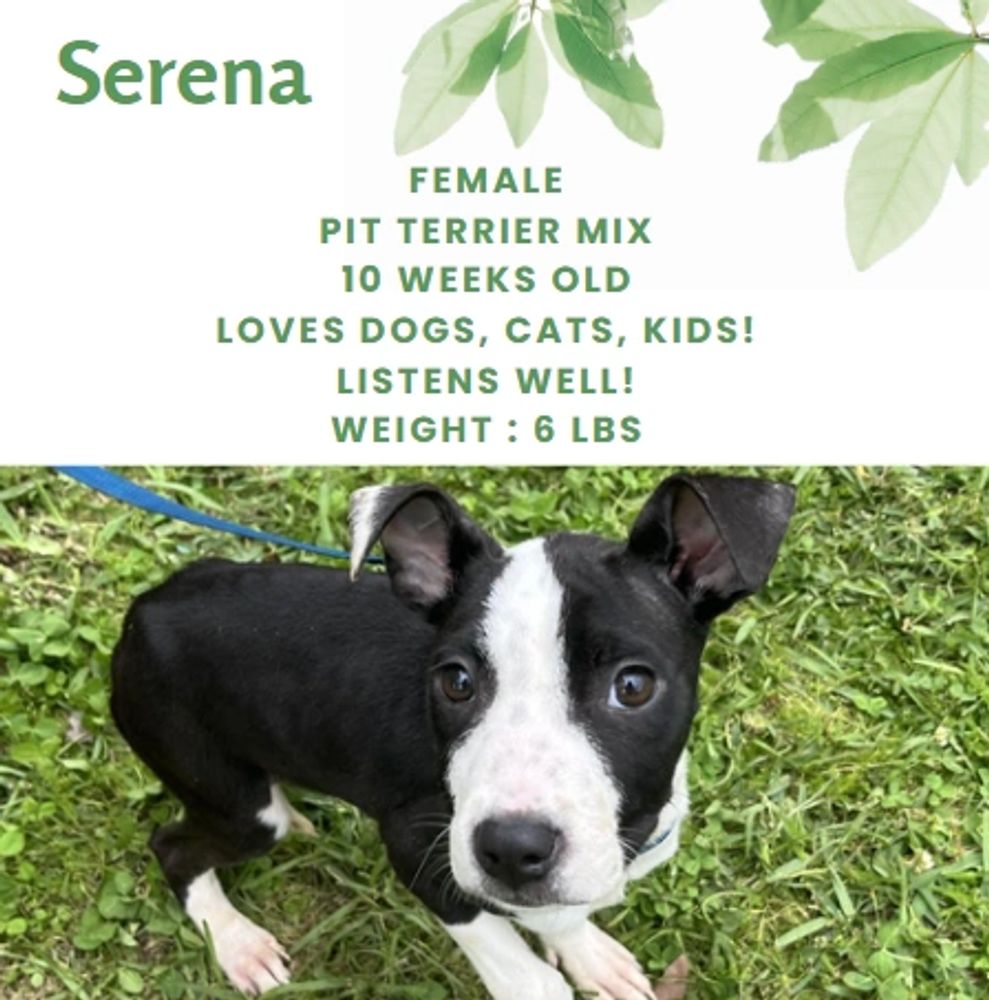 Furever Homes Dog Rescue of SETX - Rescue Dogs, Adopt a Dog, Texas ...