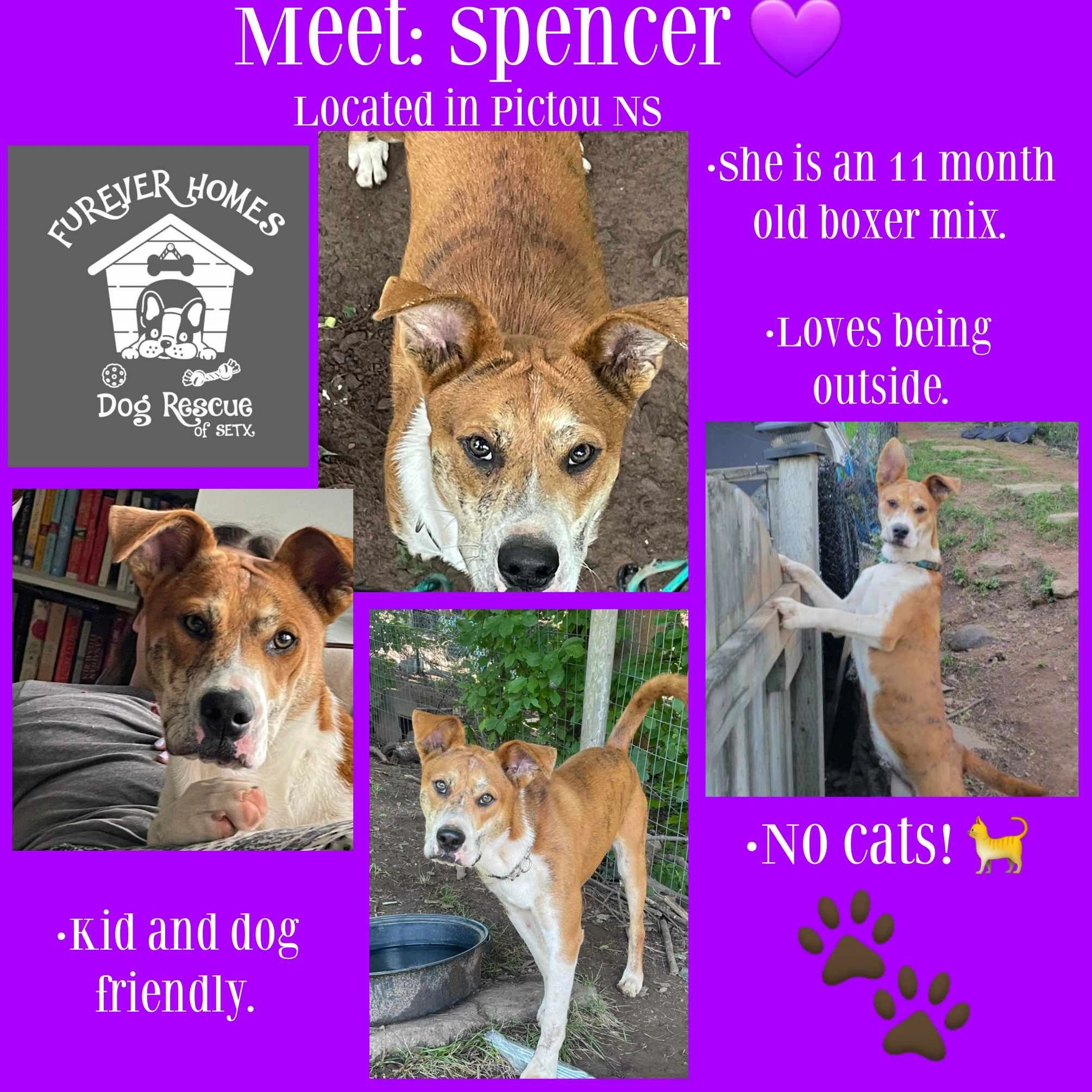 Furever Homes Dog Rescue of SETX - Available Dogs, Adoption