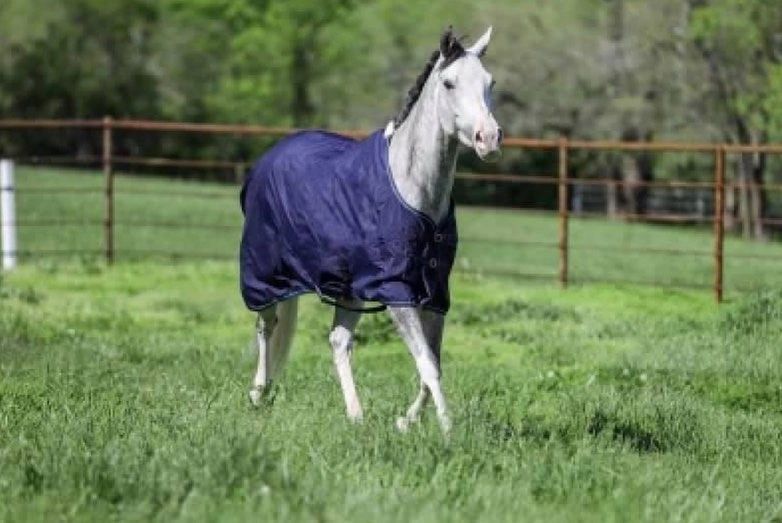 Posh Performance Horses