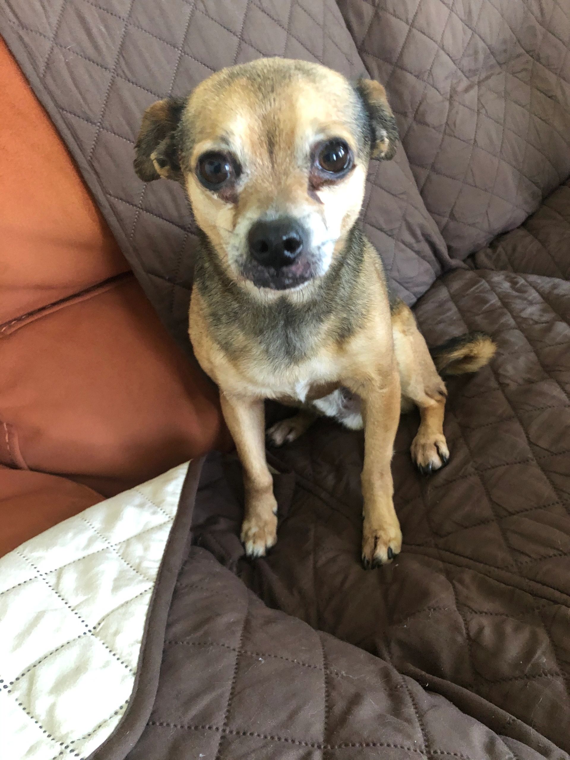 Forgotten Dogs Animal Rescue