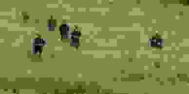 Storm Dog Tactical - Advanced Police Dog Training, Swat Dog Training ...