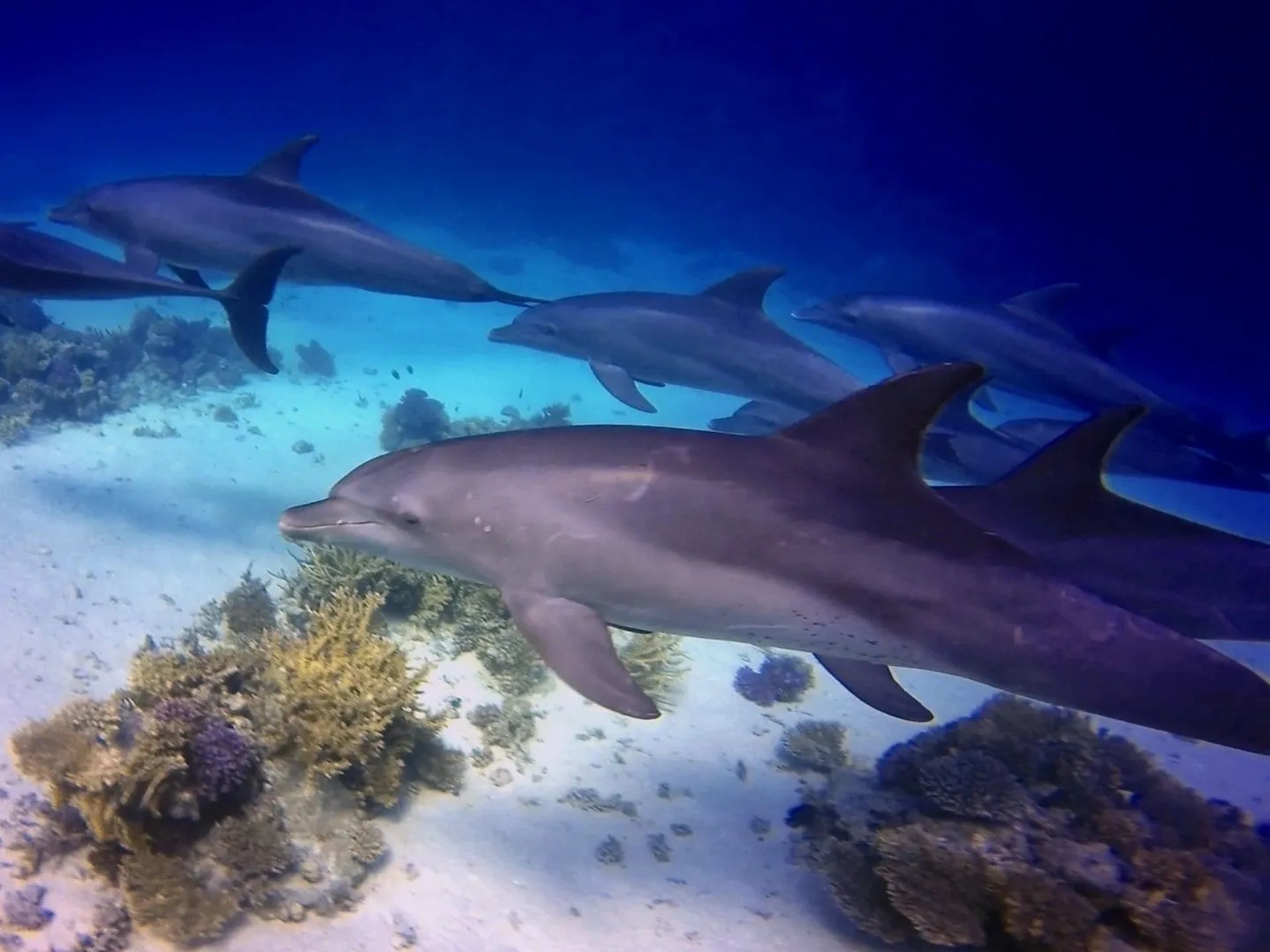 Learn scuba diving course in Liverpool