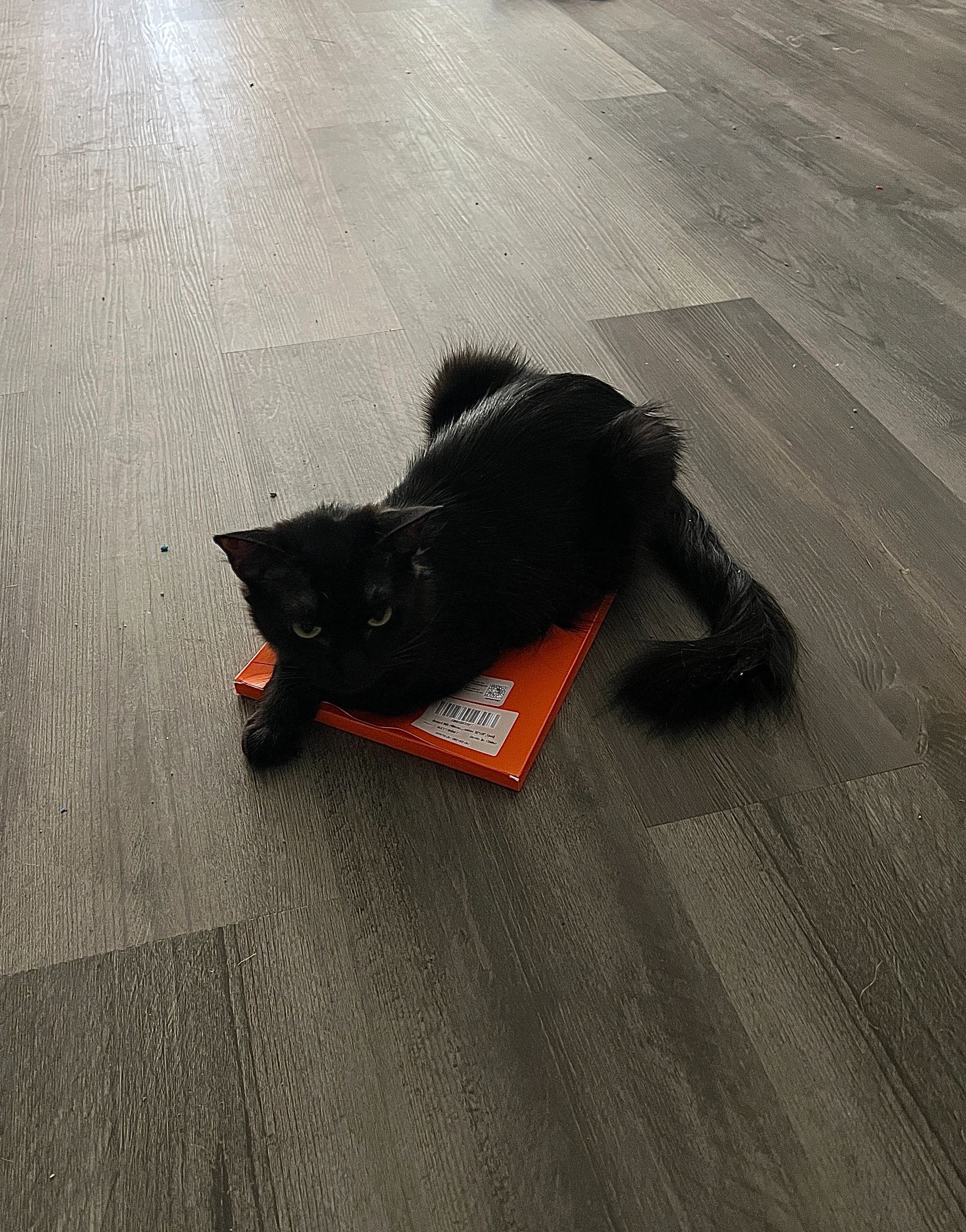 Come Here Cat