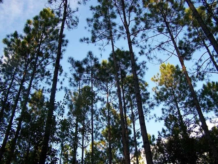 Diamond Timber | Trusted Timber Company