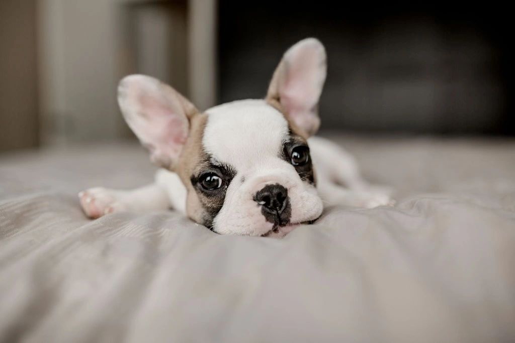 H & H Frenchies in Burleson, Texas