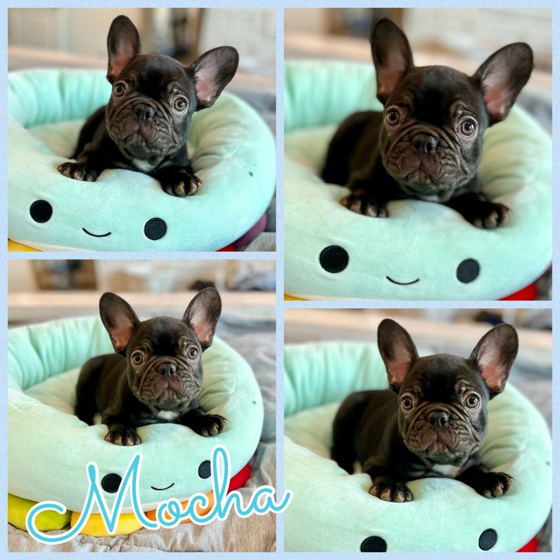 H & H Frenchies in Burleson, Texas