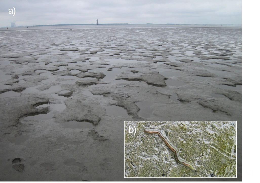 The joy of digging in the mud