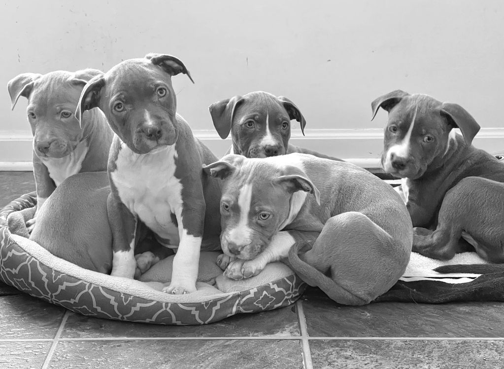 adoption-fees