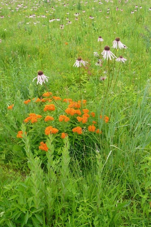 Home Page [prairieflowerseeds.com]