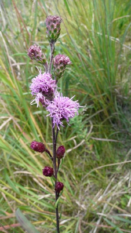 Home Page [prairieflowerseeds.com]