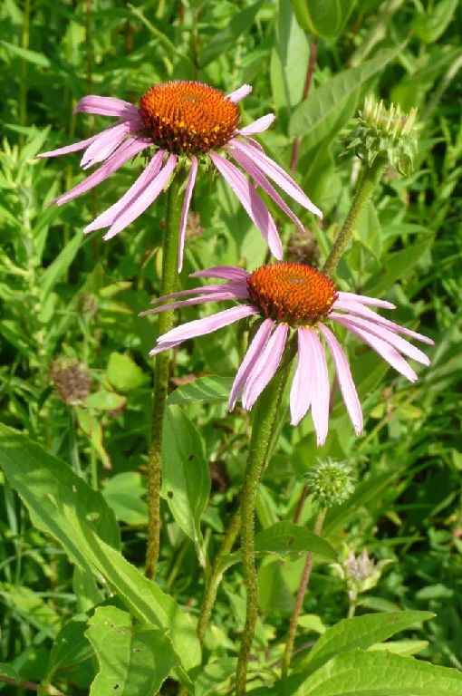 Home Page [prairieflowerseeds.com]