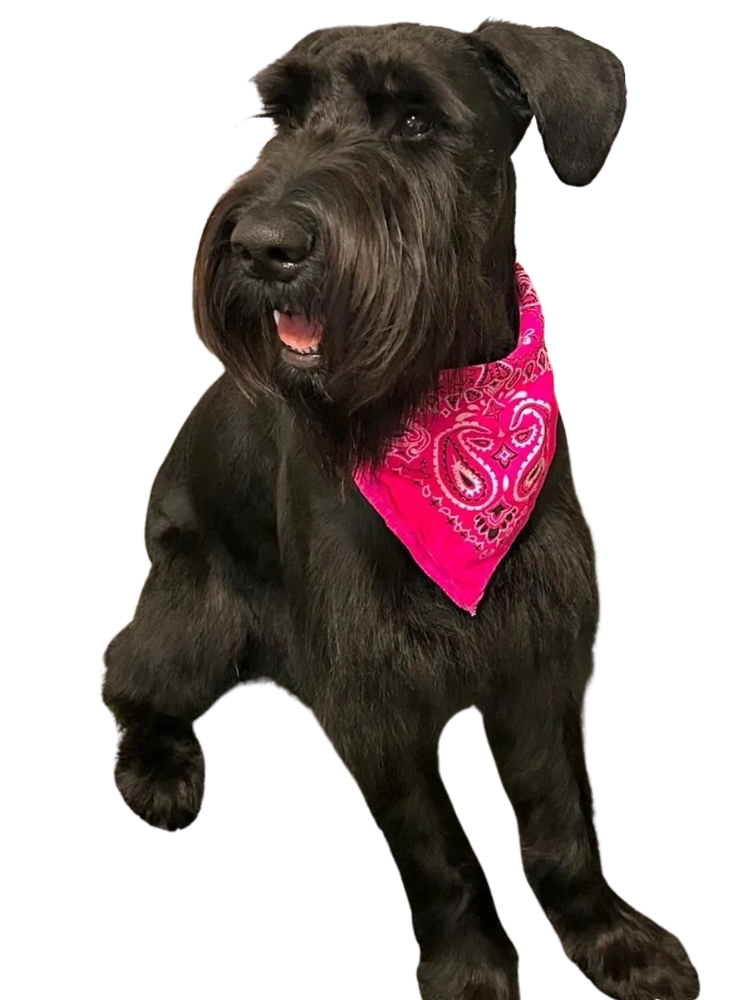 Personalized One on One Dog Grooming - The Woof Grooming